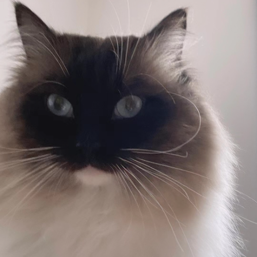 第一感受城市NOA（含LCC）_理想汽车